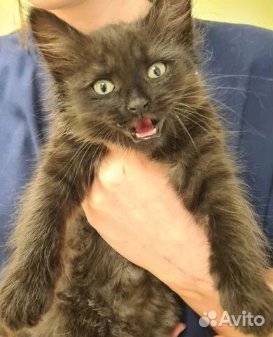 Замечательный мурлыка ищет дом