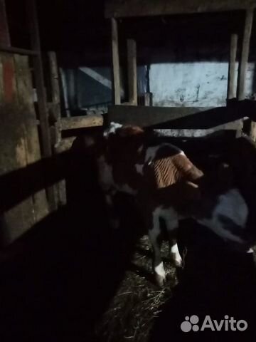 Телки,Коровы