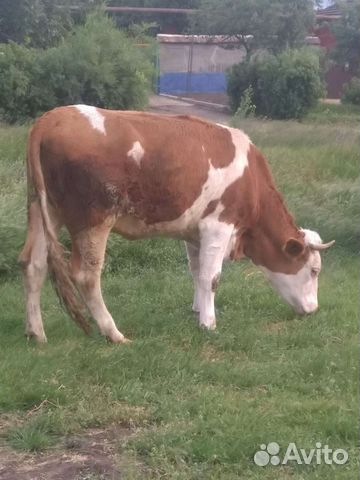 Телка 2 года