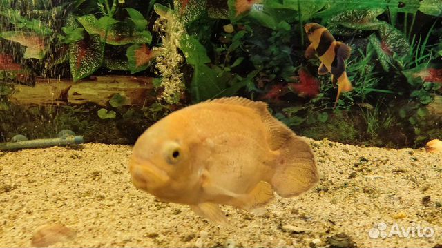 Рыбки в хорошие руки