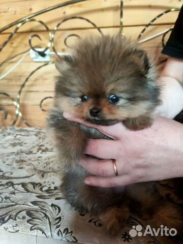 Померанский шпиц мини щенок