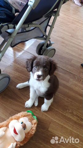 Собака в добрые руки спаниель