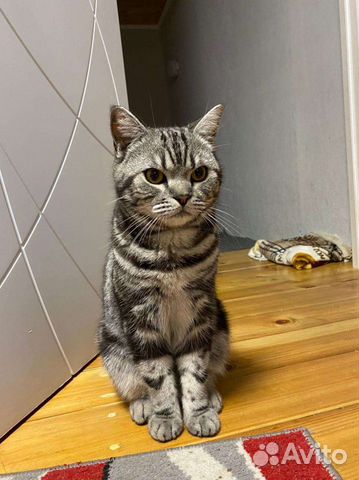 Кот британец мраморный