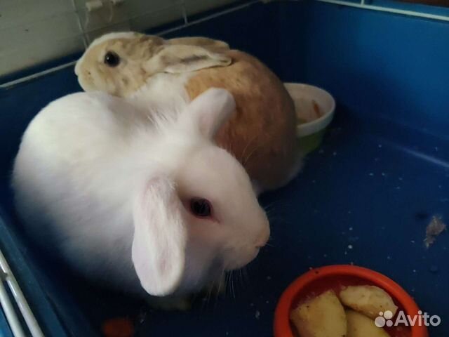 Декоративные кролики