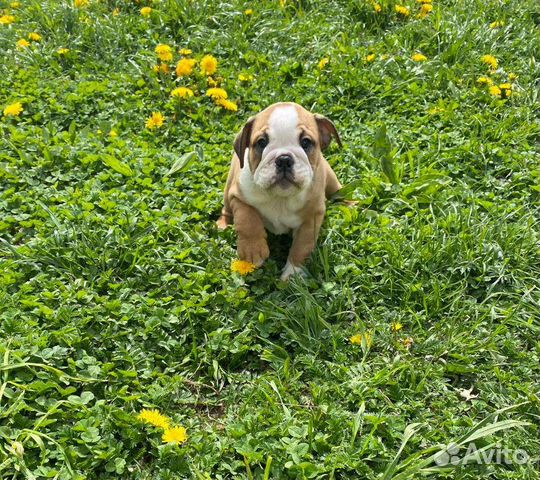 Английский бульдог щеночек