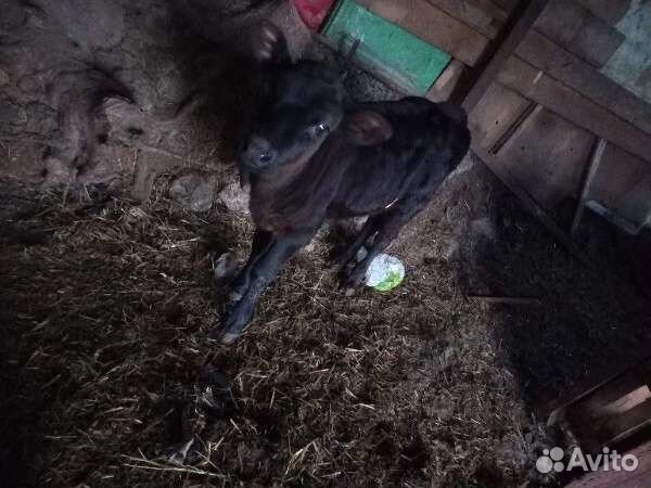 Бычки и быки телки