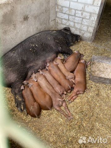 Поросята дюрок
