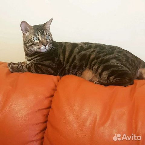 Котик в добрые руки