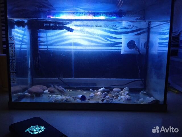 Аквариумные рыбки цихлиды