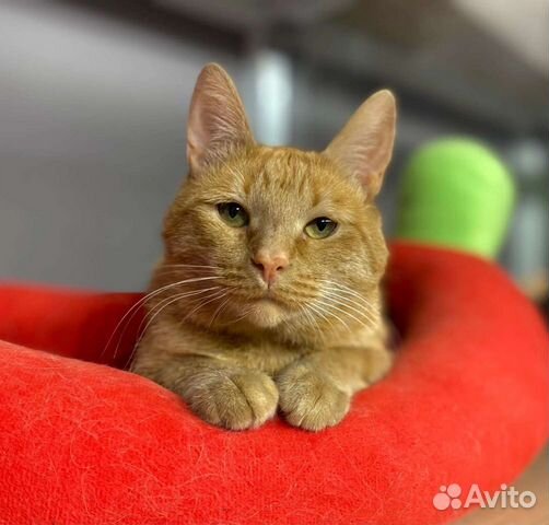 Ласкун Алекс