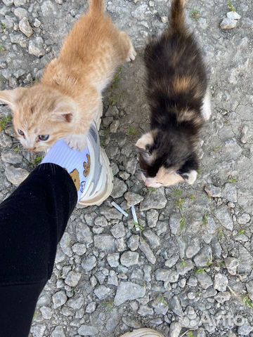 Котята в добрые руки