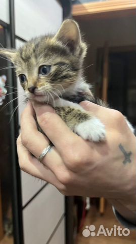 Конеток девочка