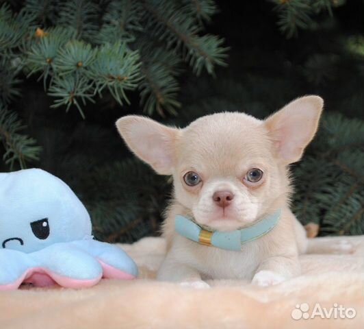 Изабелловый мальчик