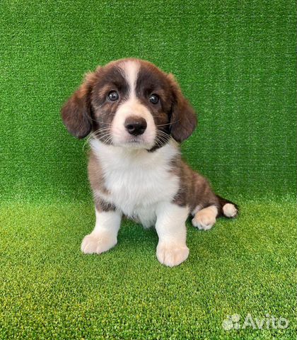 Вельш-корги кардиган