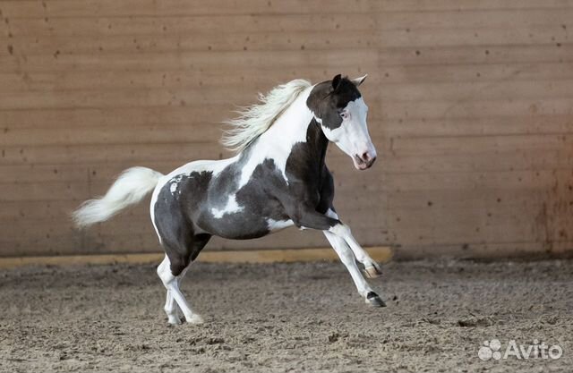 Трюковая Американская миниатюрная лошадь из США