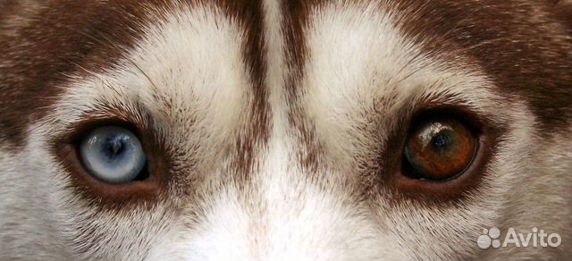 Хаски - эксклюзивные щенки Арлекино разноглазки