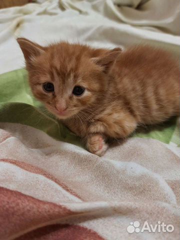 Кошечка в добрые руки