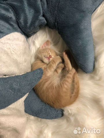 Котенок