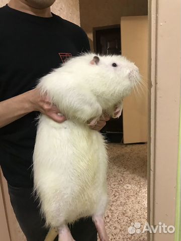 Нутрии на племя