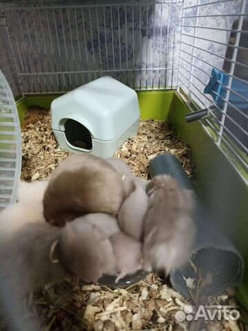 Сирийский хомяк