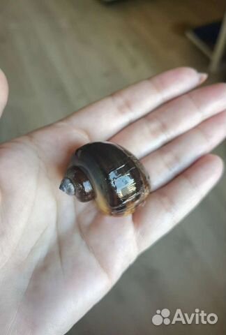 Ампулярии аквариумные улитки 3 большие