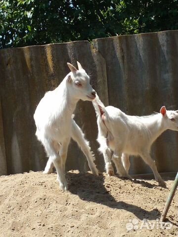 Козлята