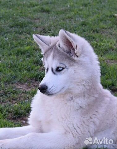 Щенки сибирской хаски