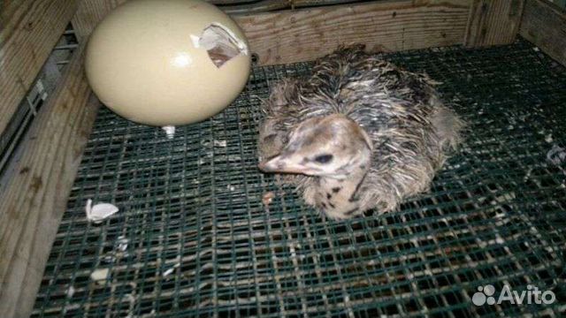 Молодняк страуса