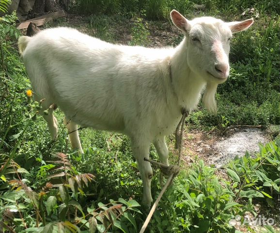 Продам козу