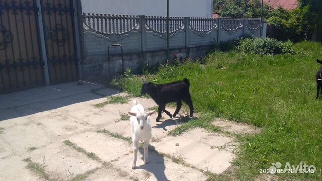 Продам безрогого черного козликп