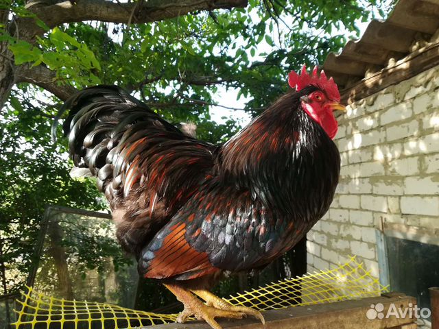 Петух породы Барневельдер