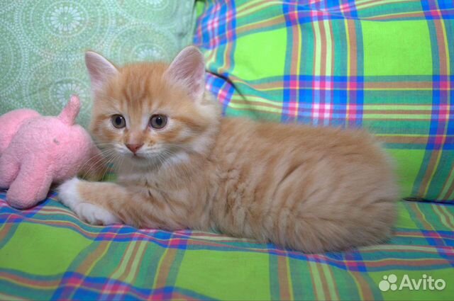 Продам котят Курильского бобтейла