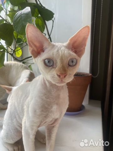 Котята Девон-рекс