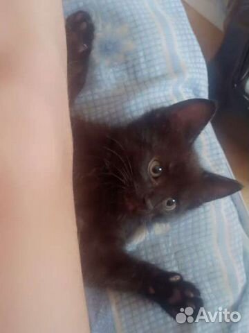 Котеночек в добрые руки