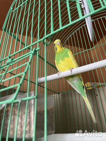 Волнистый попугай девочка