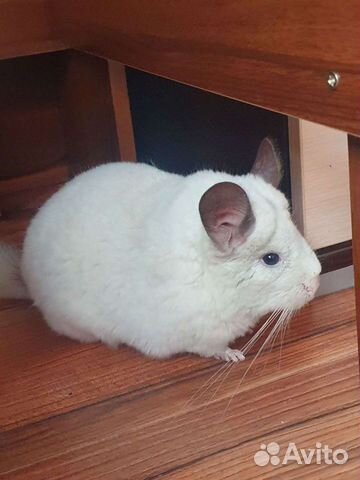 Шиншиллы с большой клеткой