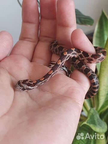 Змея маисовый полоз