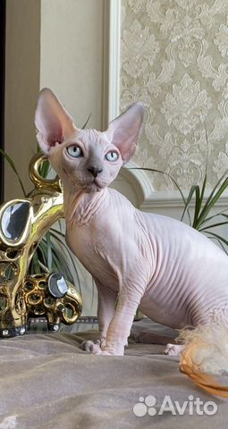 Голубой ушастый парень