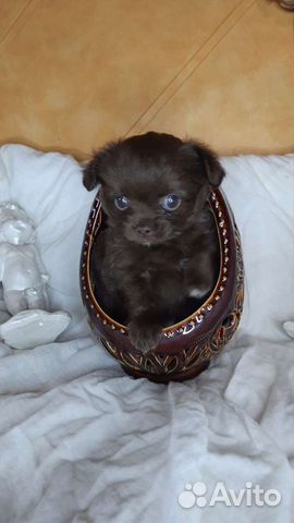 Щенки чихуахуа мини