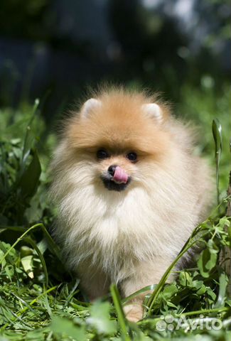 Мальчишка померанец