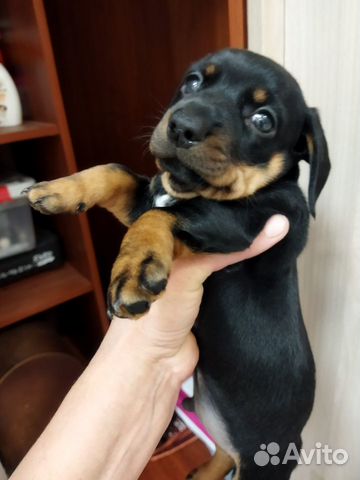 Щенки таксы