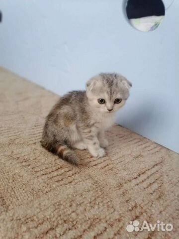 Шотландские вислоухие котята мраморные