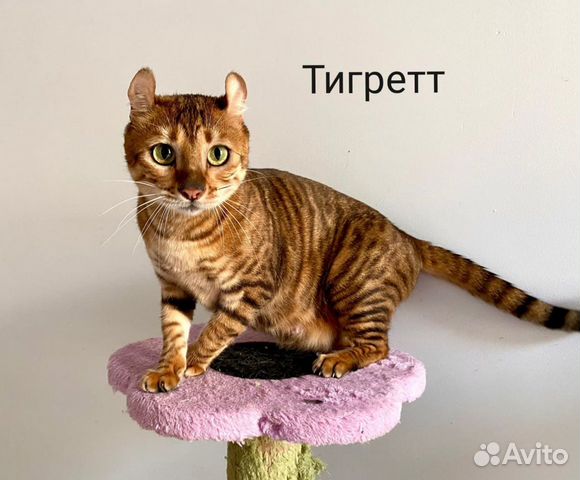 Редкие породы кошек