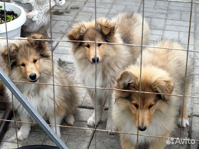 Банда Колли