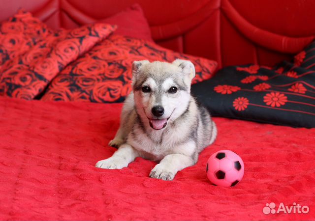 Сладкая малышка Зайка ищет свою хозяйку, в дар