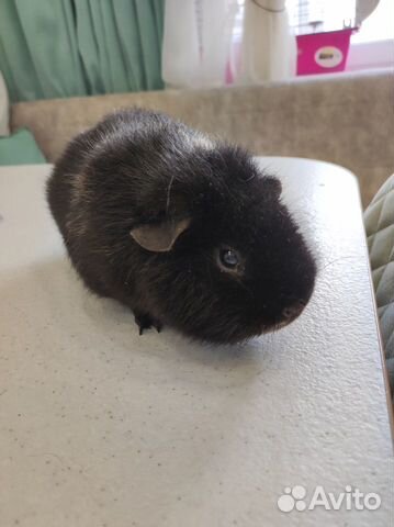 Вязка Морская свинка Тедди