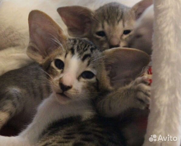 Ориентальные котята