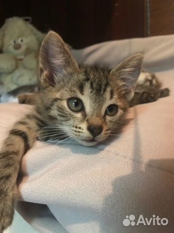 Котята в добрые руки бесплатно