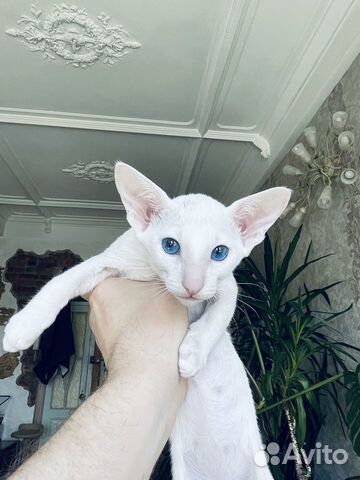 Ориентальная эльфийка с голубыми глазами