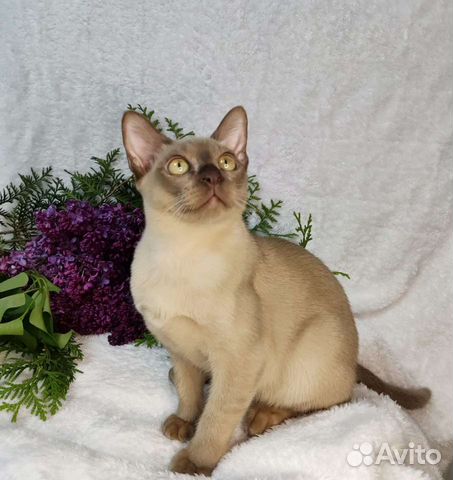 Бурманский шоколадный мальчик